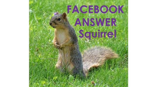 Squirrel Census – Quizzards
